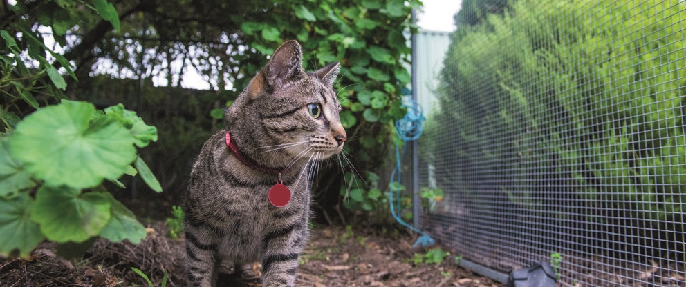 Cat management | Your Say Onkaparinga